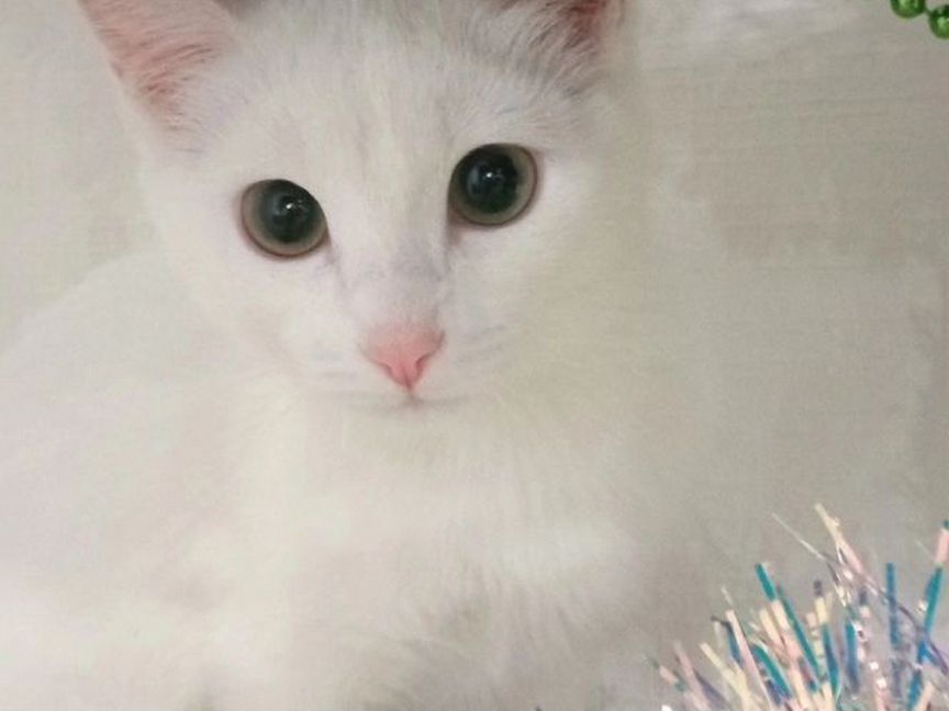 Котенок Белла ищет