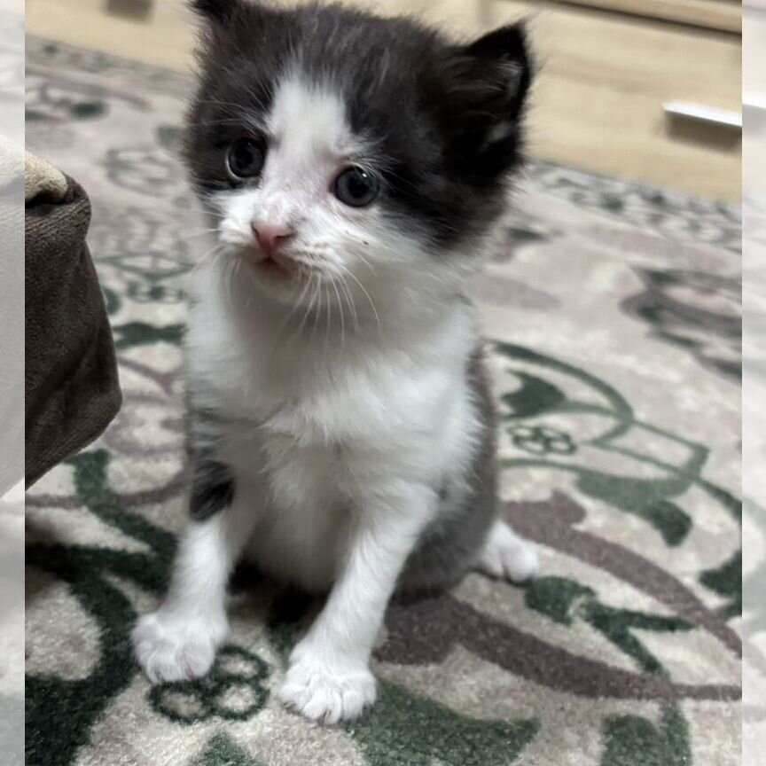 Котёнок в добрые руки