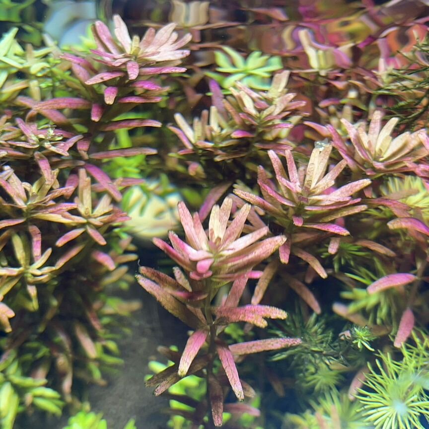 Аквариумная прополка