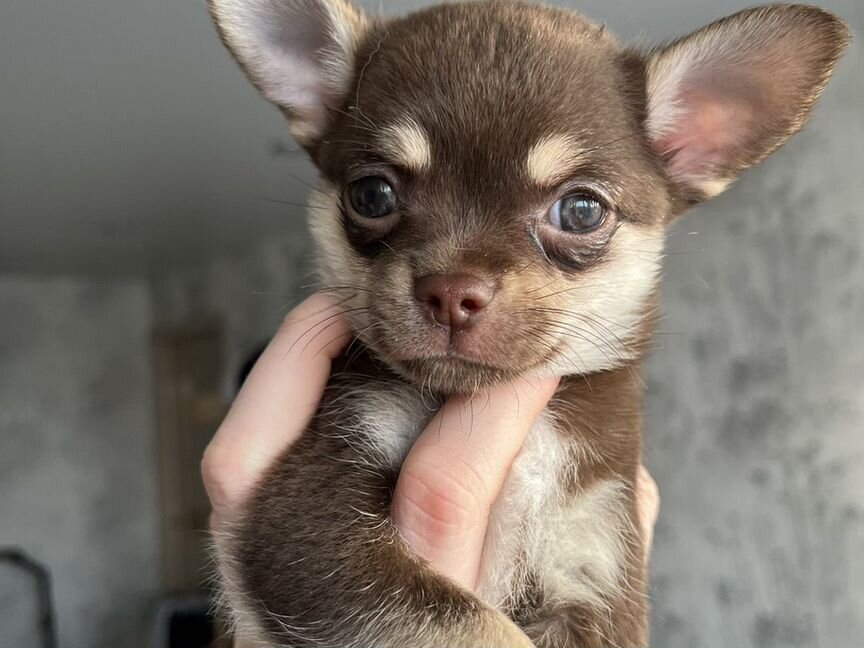 Щенки чихуахуа