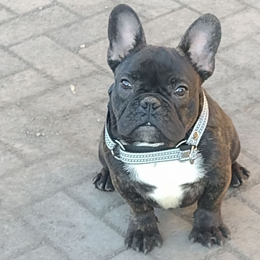 Французский бульдог, щенок