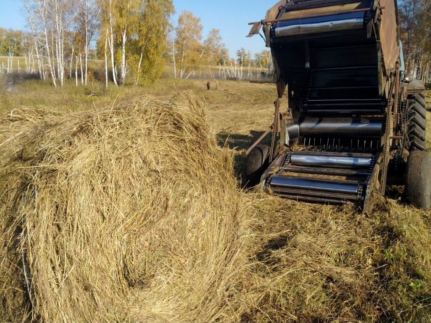 Сено август 2024г