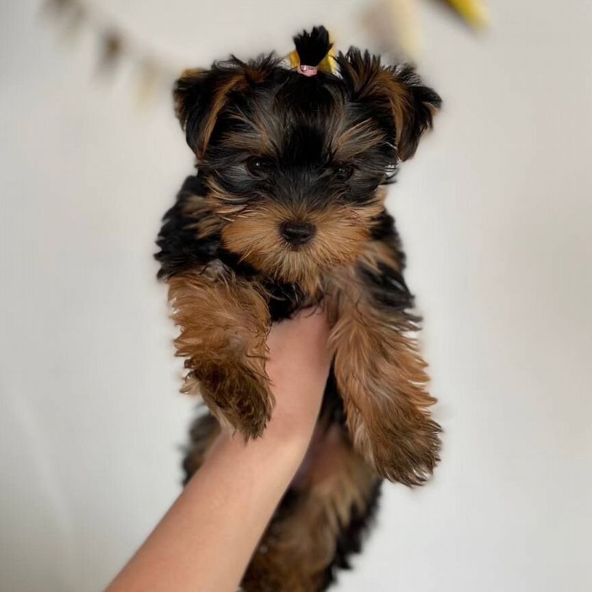 Йоркширский терьер, щенок