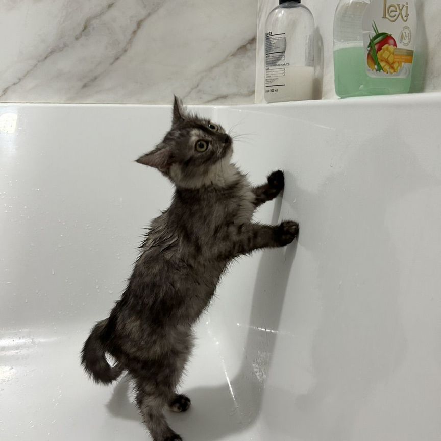 Классный котенок