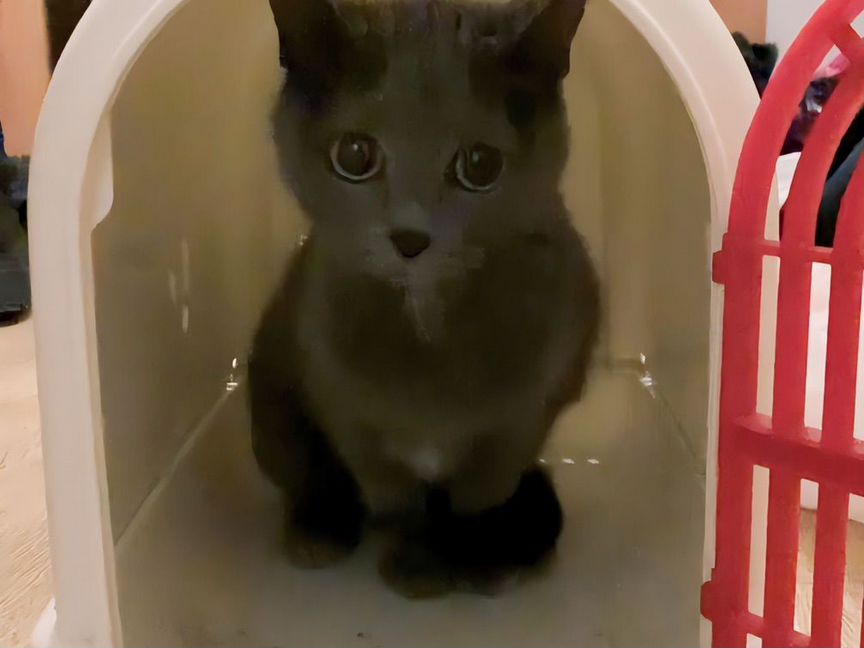 Найден котенок