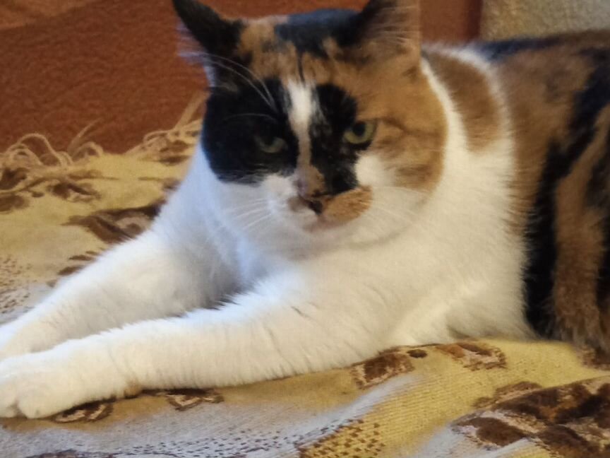 Фрося в ожидании чуда