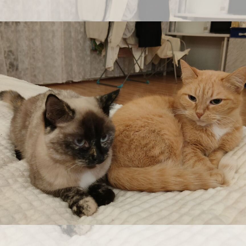 Взрослая кошка в добрые руки