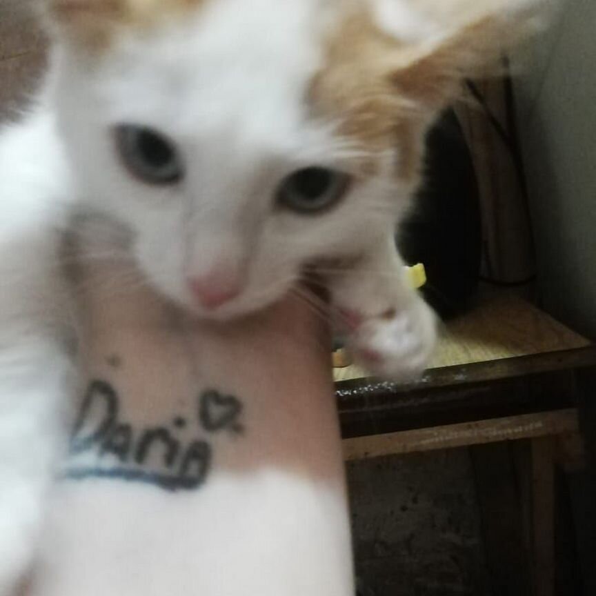 Котята в добрые руки бесплатно