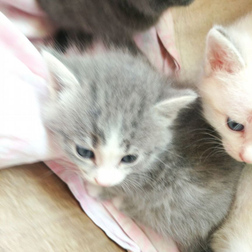 В добрые руки питомцы домашние друзья доставка