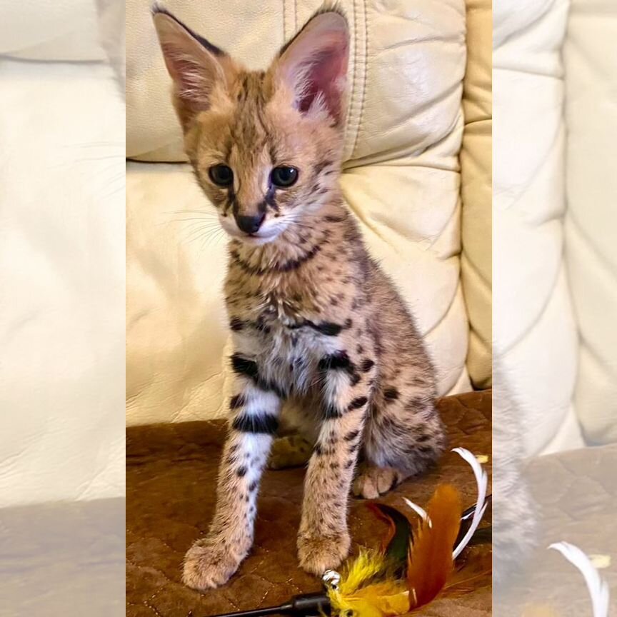 Саванна котёнок