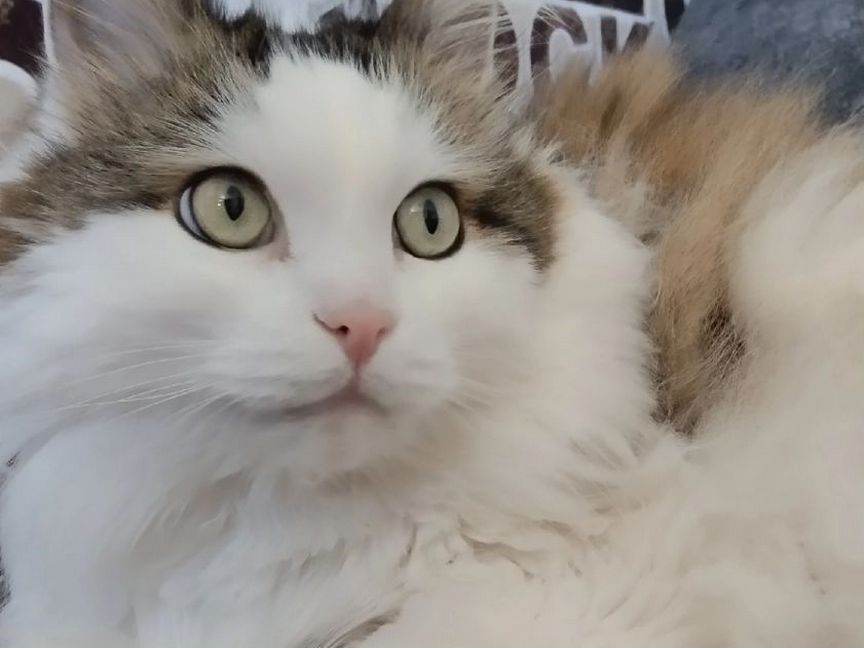 Отдам кота в добрые руки