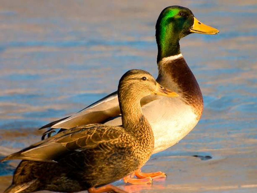 Дикие подсадные утки