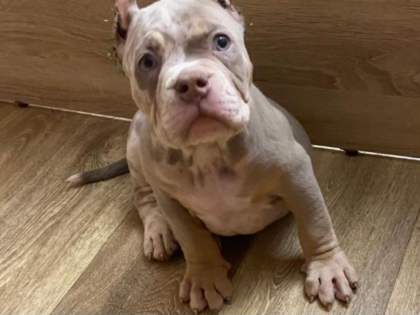 Американский Мальчик булли pocket