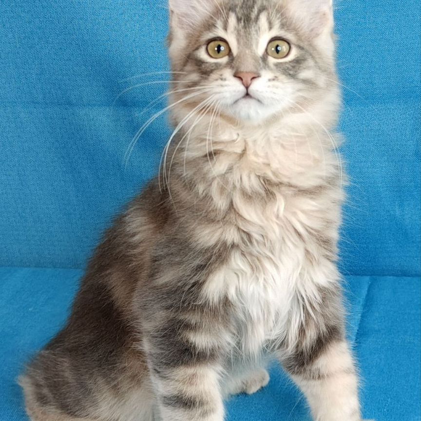 Курильский бобтейл