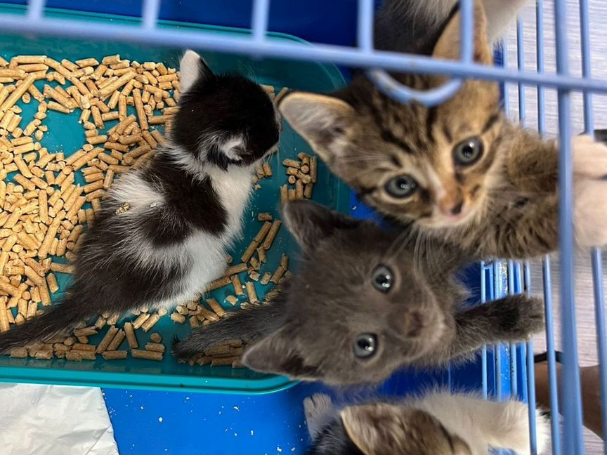 Котята малышата