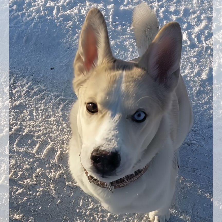 Лайка, щенок