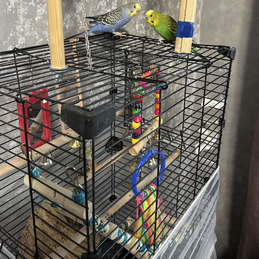 Волнистый попугай с клеткой