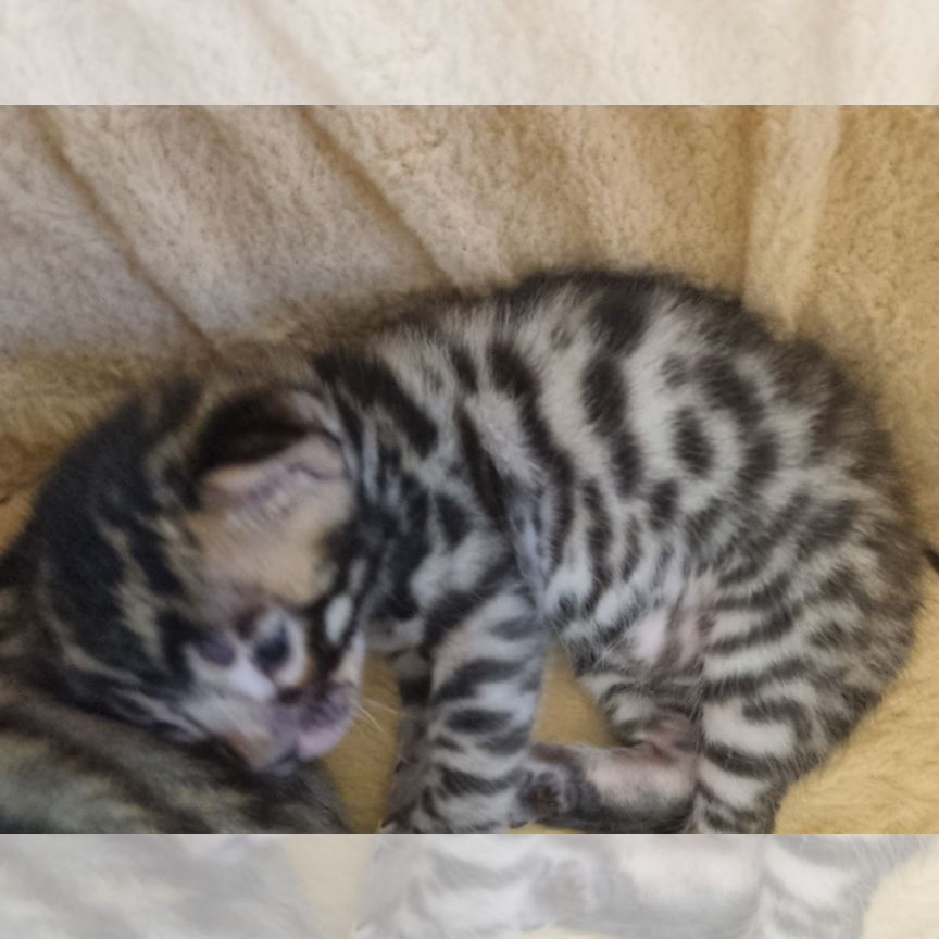 Бенгальские котята 2.10.24
