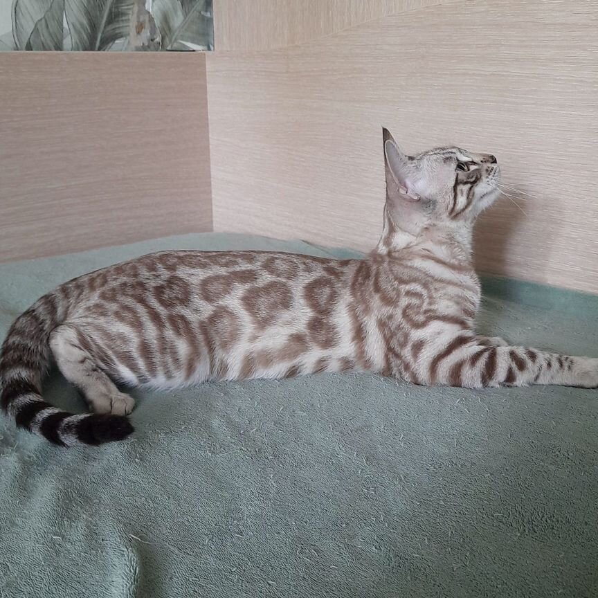 Девочка серебро минк