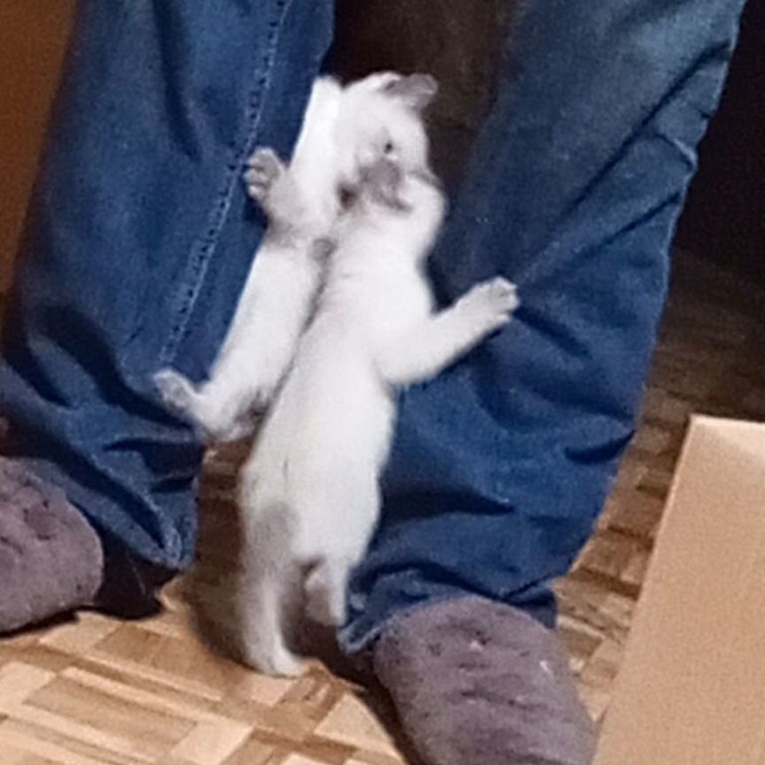 Тайские котята