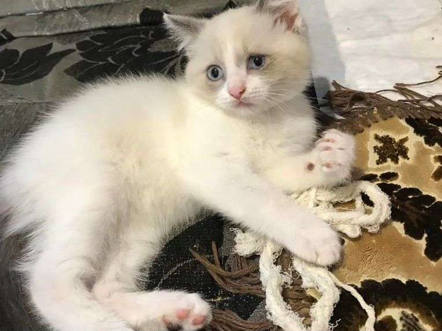 Проша, 3 месяца, ищет заботливую семью