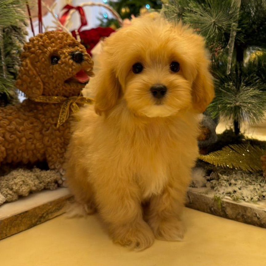 Мальтипу, щенок