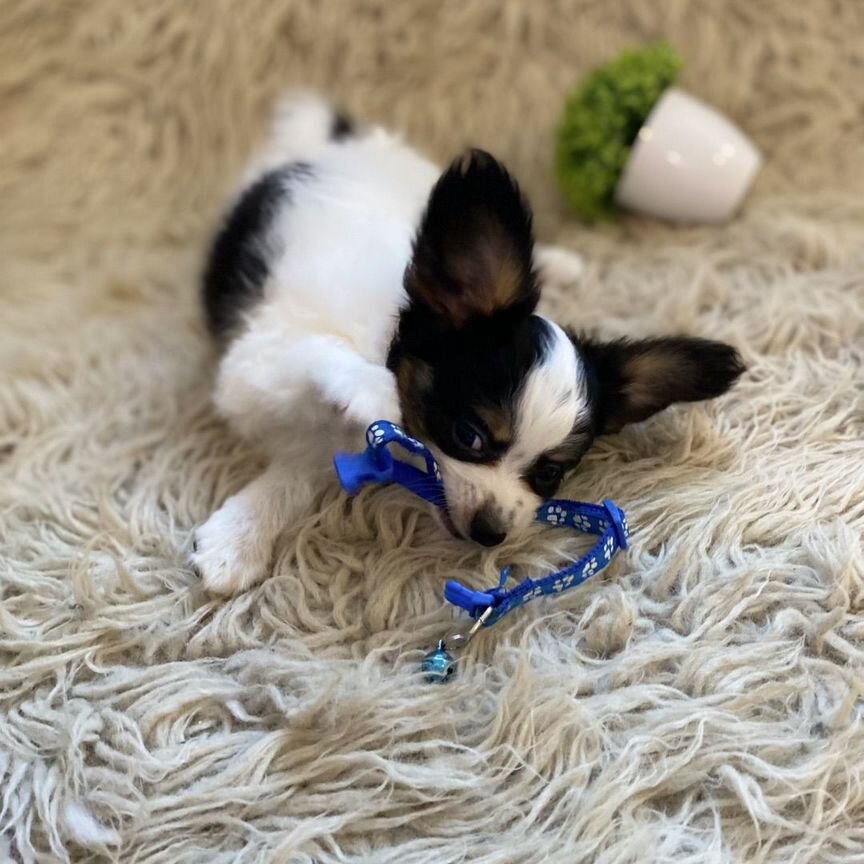 Папильон кобель