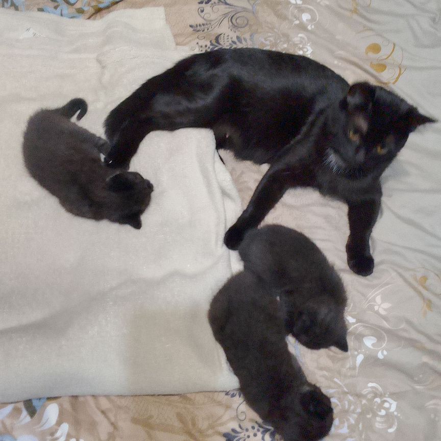 Отдам в добрые руки