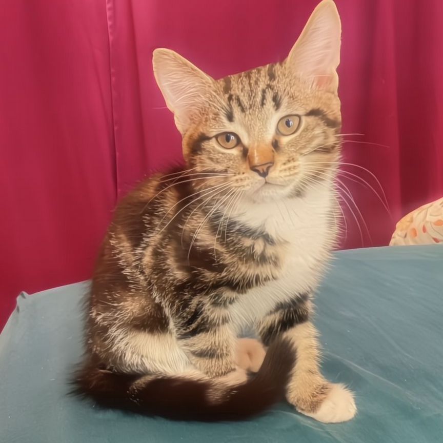 Котёнок в добрые руки