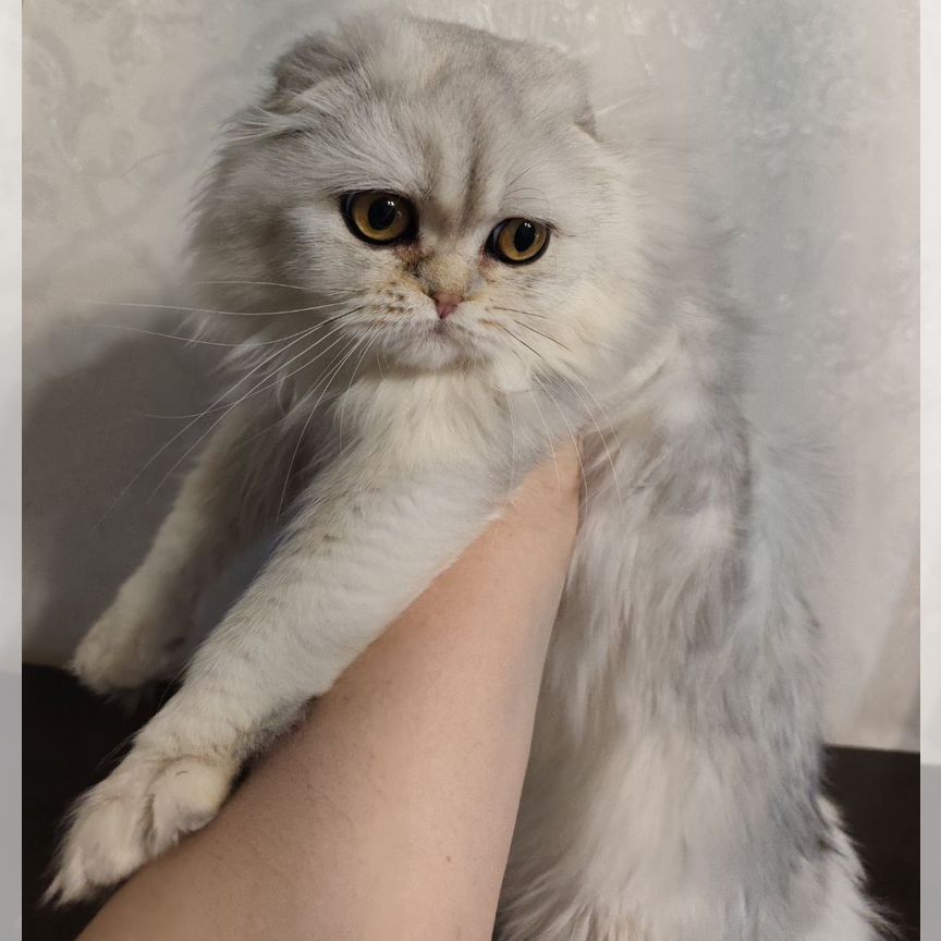 Шотландский вислоухий длинношёрстный котёнок