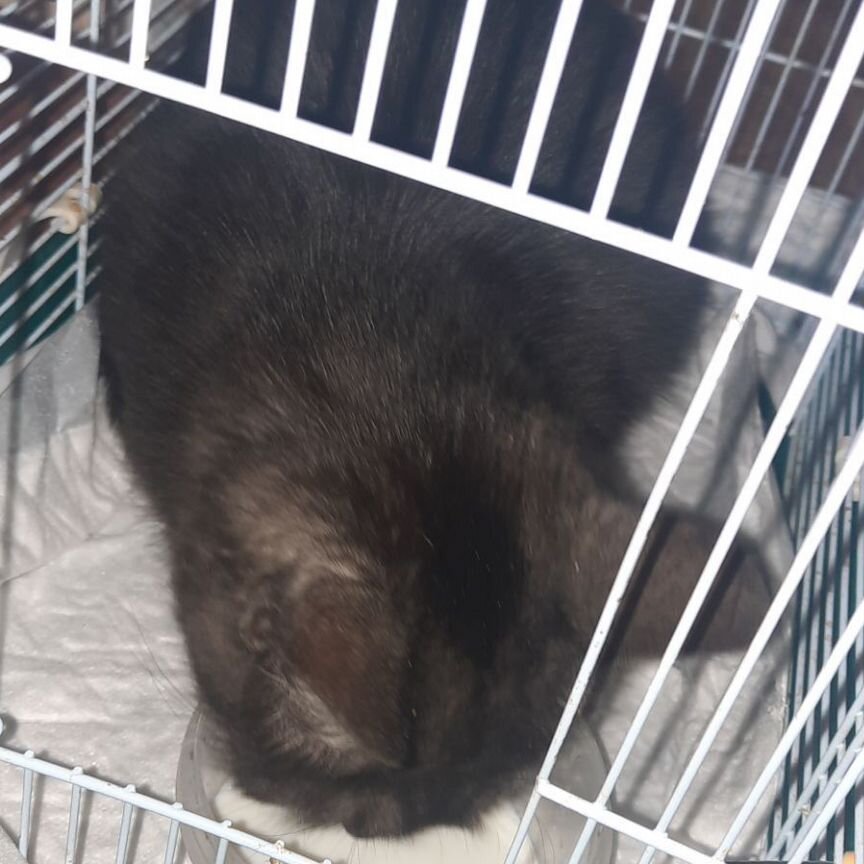 Ищем ваши добрые руки