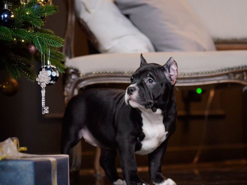 Щенок Американского булли девочка