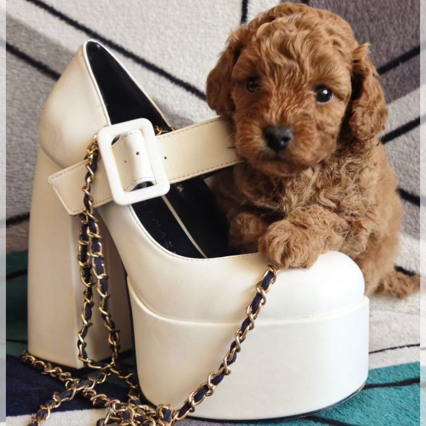 Той-пудель, щенок