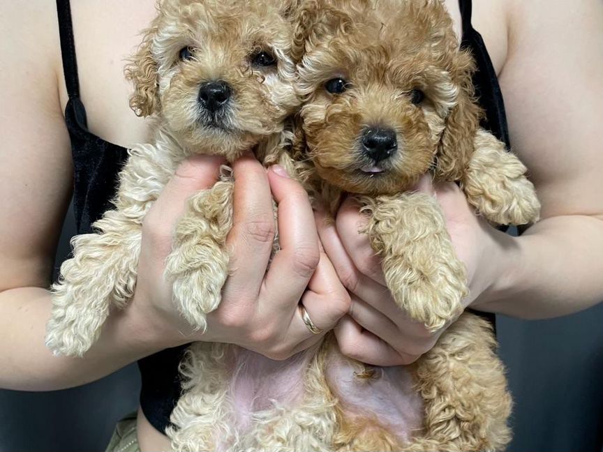 Мальтипу f1 мини