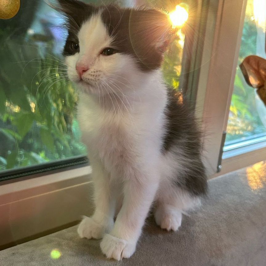 Котёнок в добрые руки