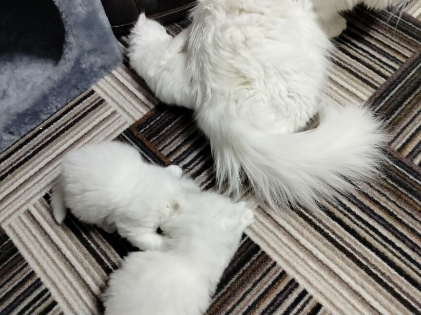 Шотландская вислоухая кошка белая