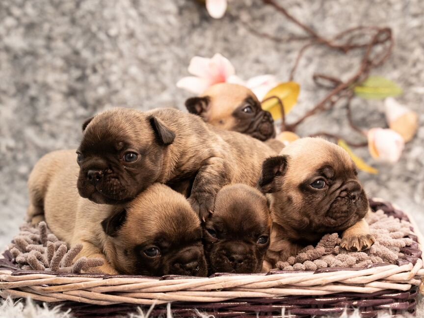 Щенки породы французский бульдог