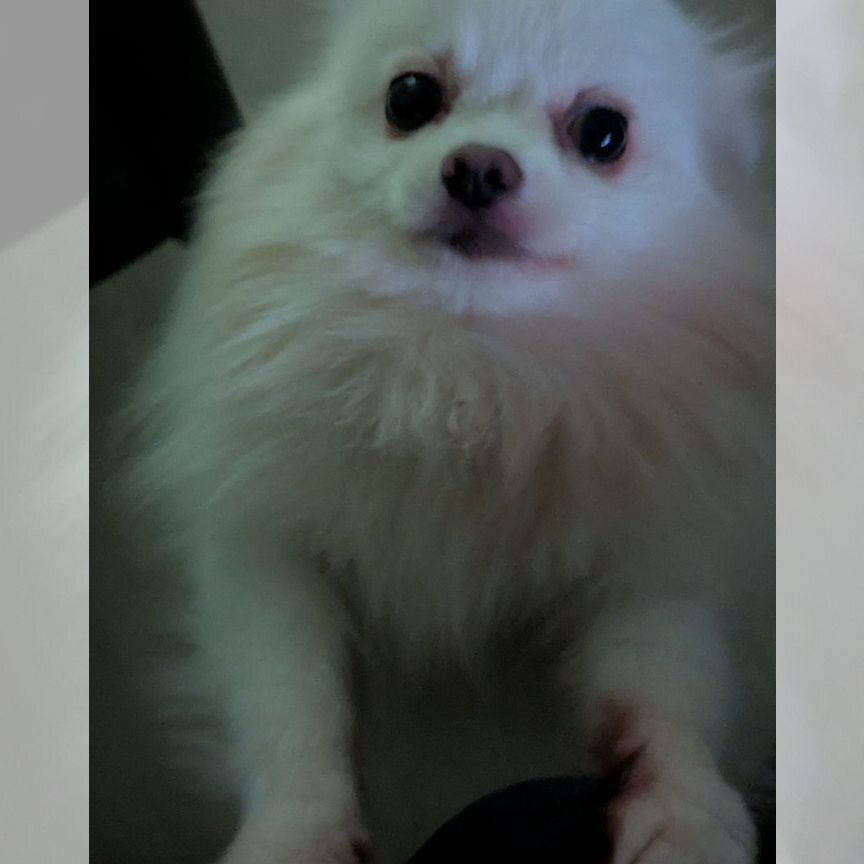 Померанский шпиц, взрослая собака