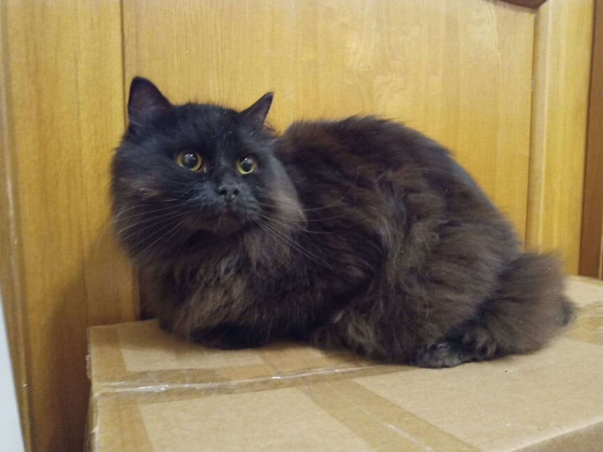 Коты и кошка в добрые руки