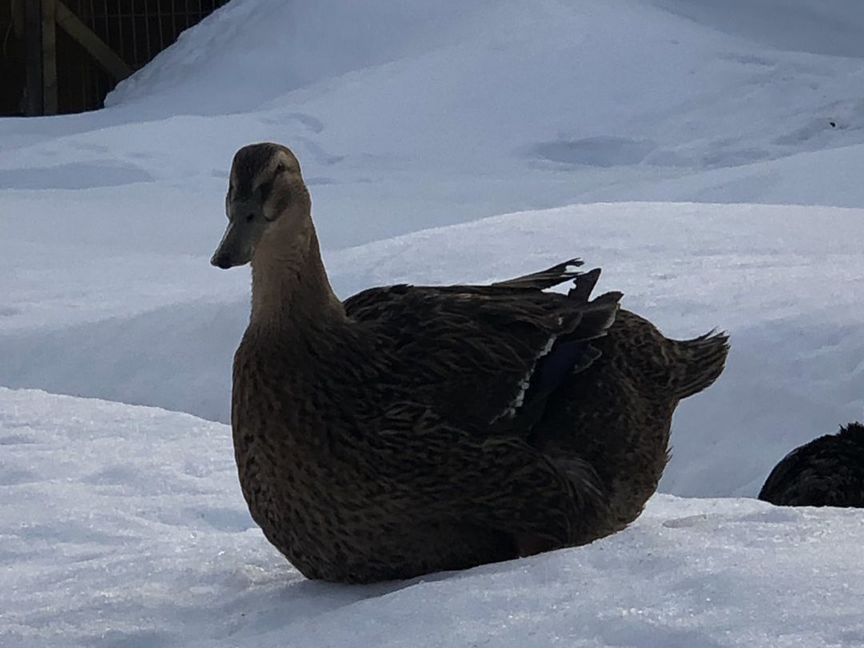 Руанские утки