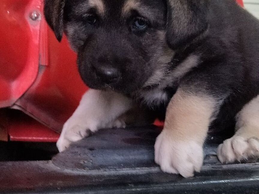 Щенок Алабая помесь