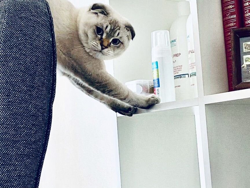 Кот для вязки
