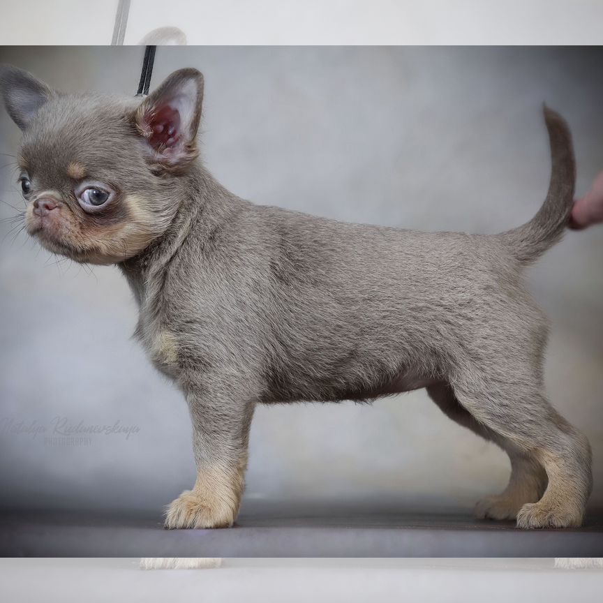 Чихуахуа, щенок