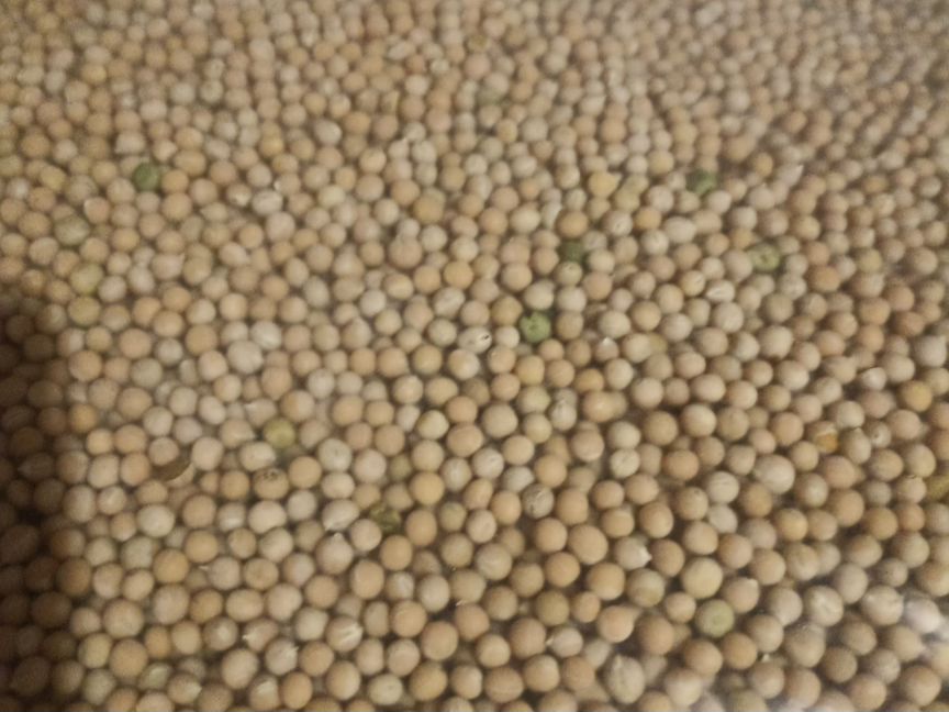 Горох пшеница ячмень овëс зерносмесь