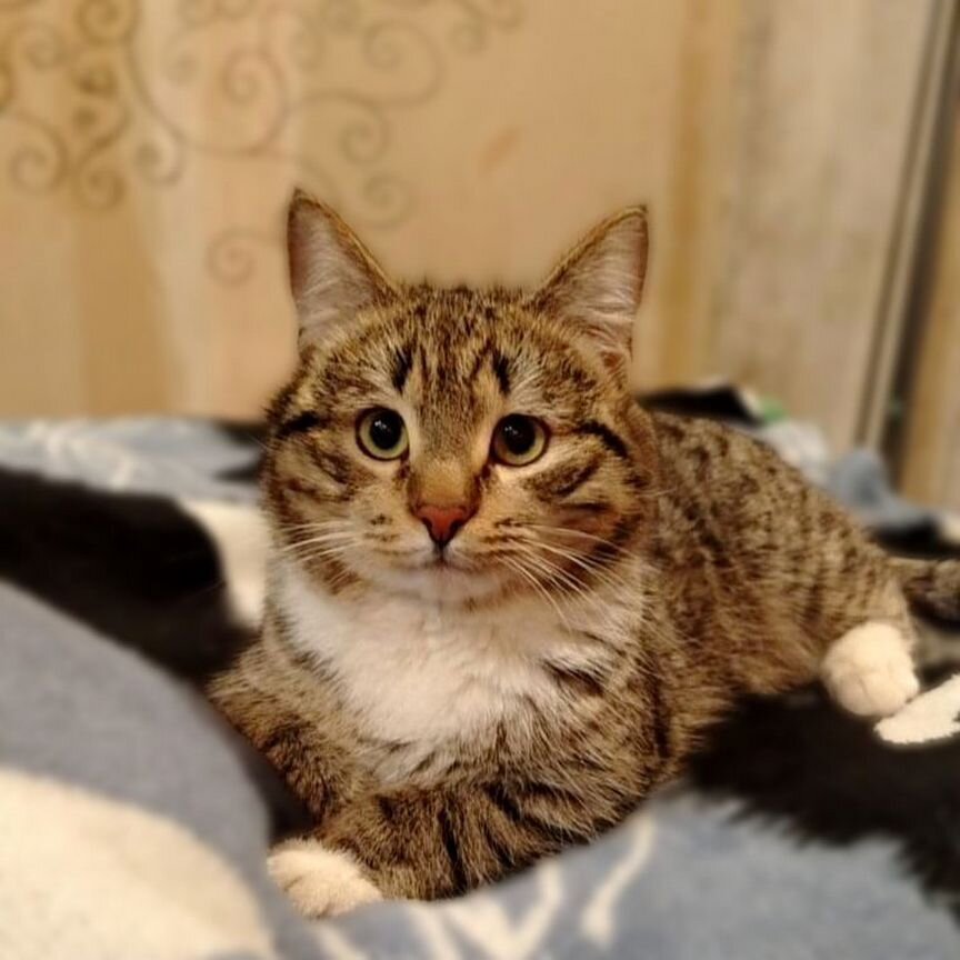 Нежнейший котик создан для семьи