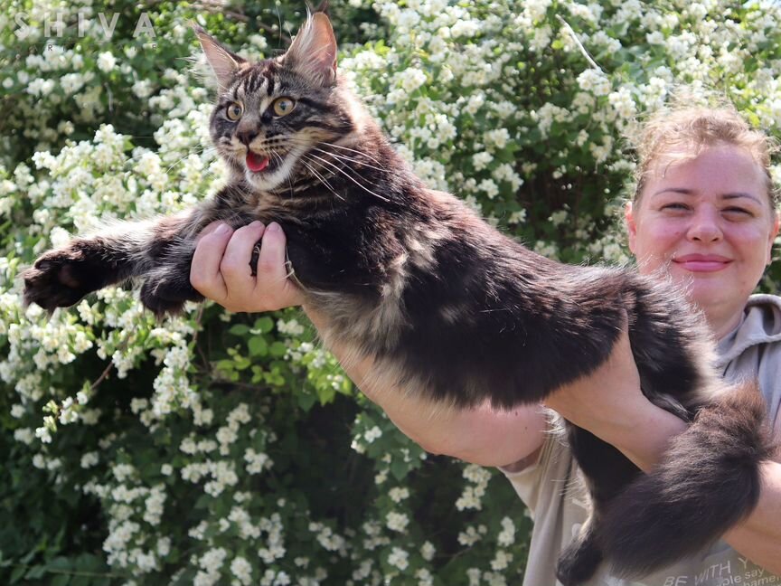 Кошечка Мейн Кун от титулованных родителей