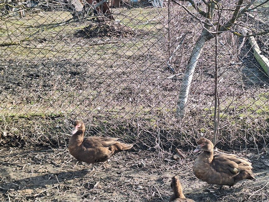 Мускусные утки