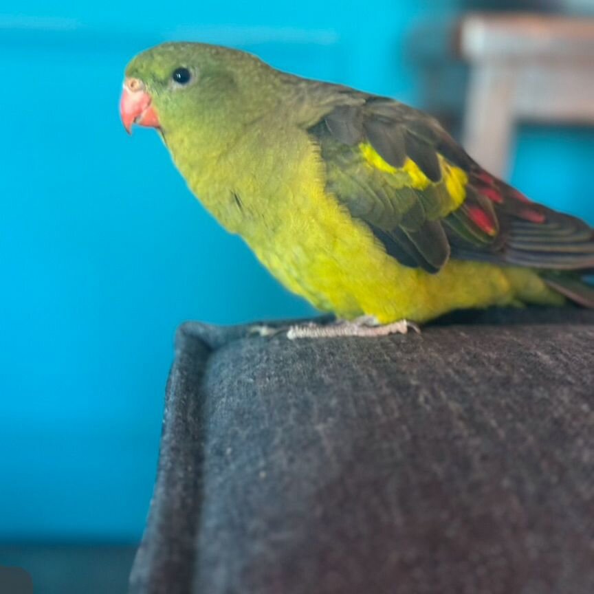 Попугай роскошный горный