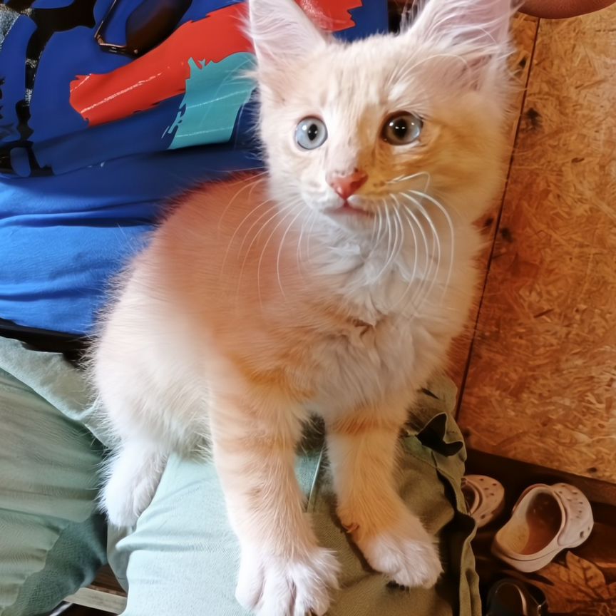 Котёнок в добрые руки