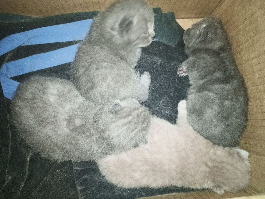Британские котята